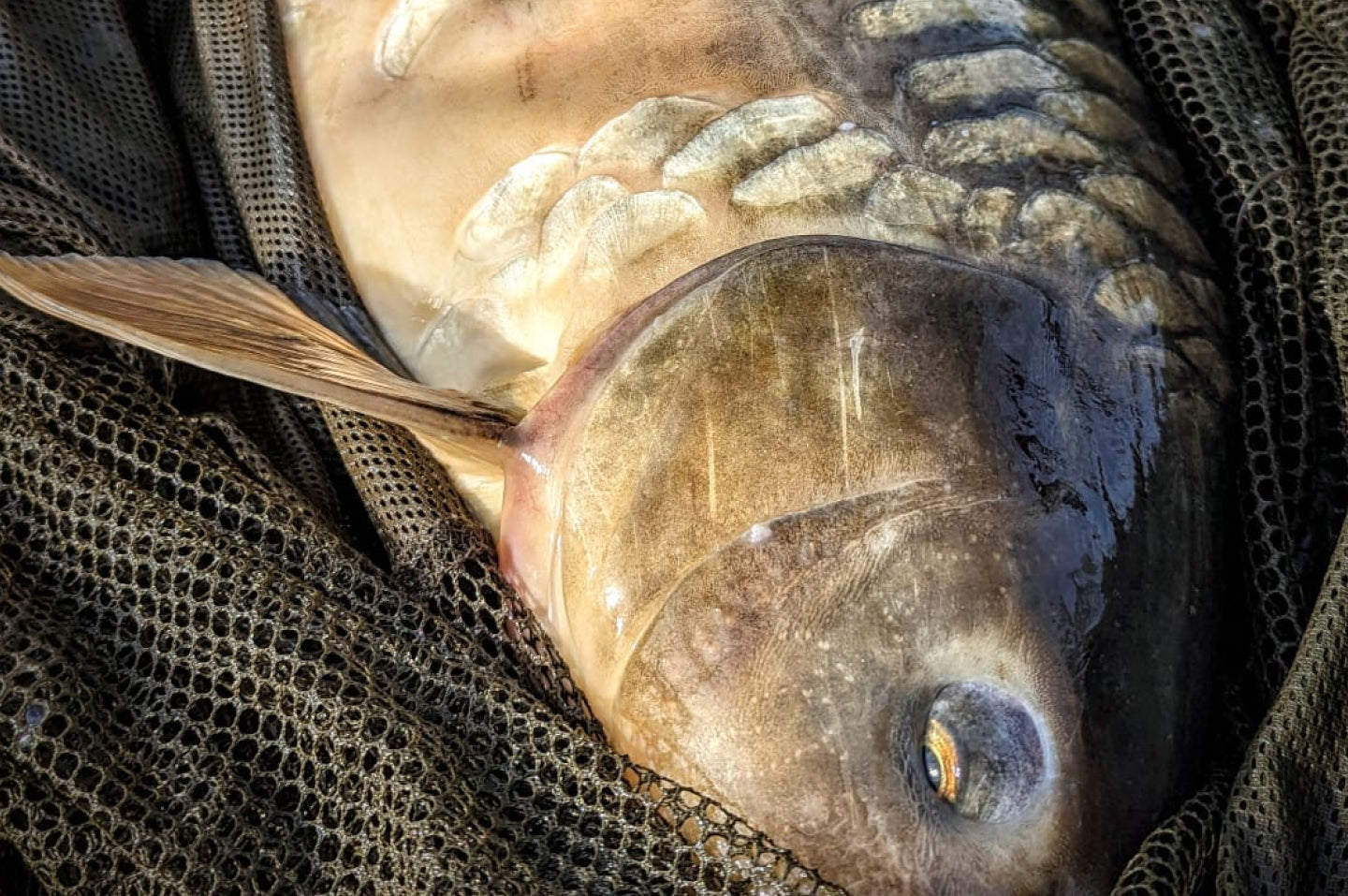 After the Spawn: A Guide to Carp Fishing Tactics – Premium Carp Fishing
